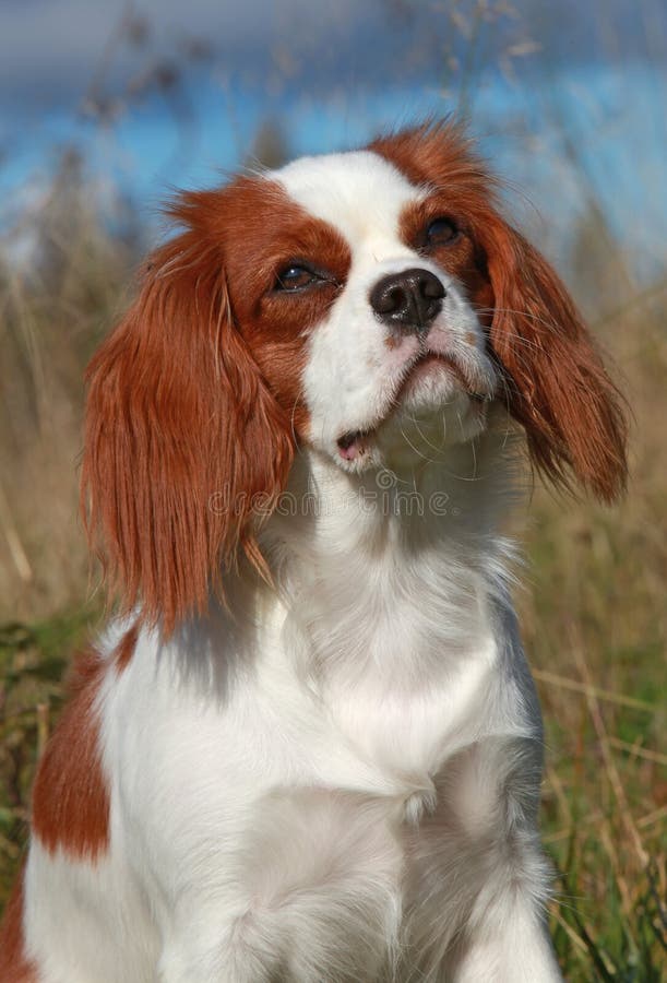 Blenheim Cavalier King Charles Spaniel Lap Dog. Stock Image - Image of ...