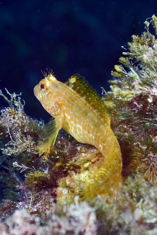 Blenny stock image. Image of tyrrenian, parablennius, diving - 7793145
