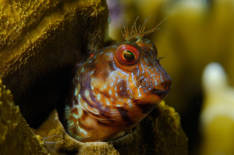 Red sea blenny stock photo. Image of underwaterpic, underwarer - 197315258