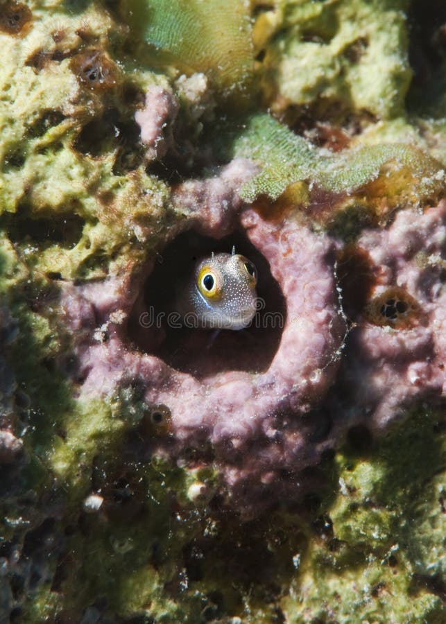 Blenny de Bluebelly. imagen de archivo. Imagen de fauna - 14710813