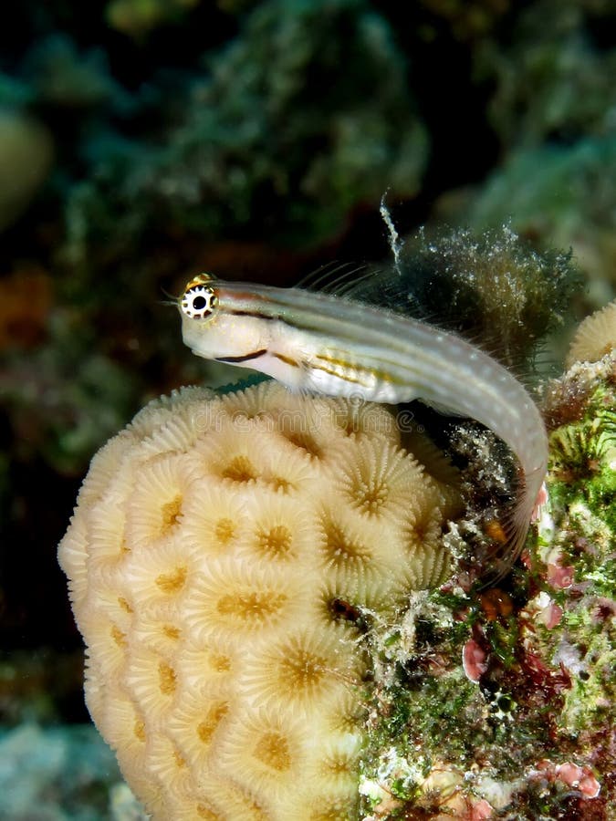 Blenny Di Combtooth Del Mar Rosso Immagine Stock - Immagine di pesci ...
