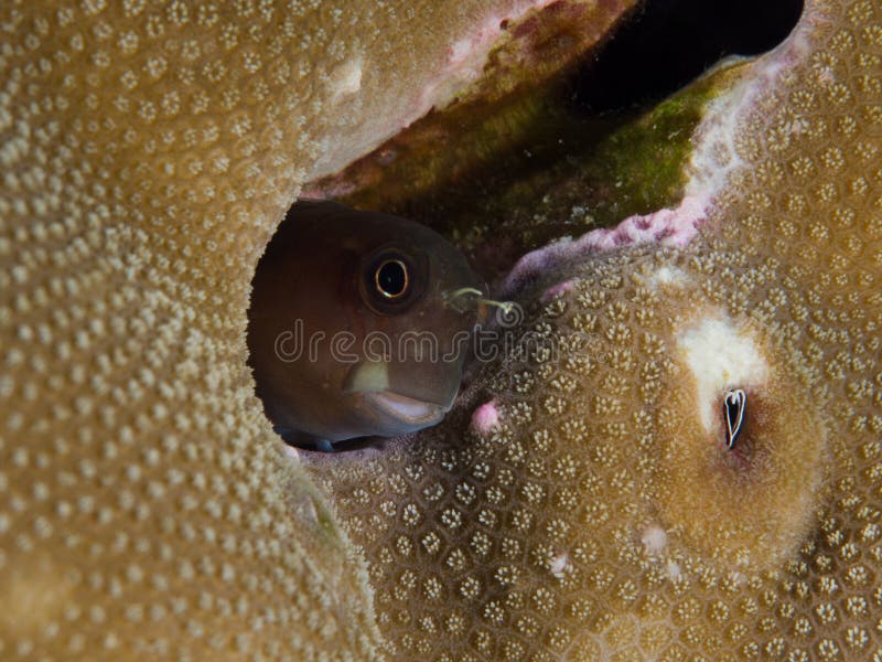 Blenny goby stock photo. Image of coral, wildlife, small - 83537896