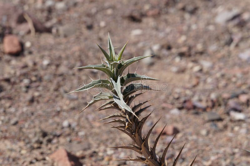 Blepharis Ciliaris Stock Photos - Free & Royalty-Free Stock Photos from ...