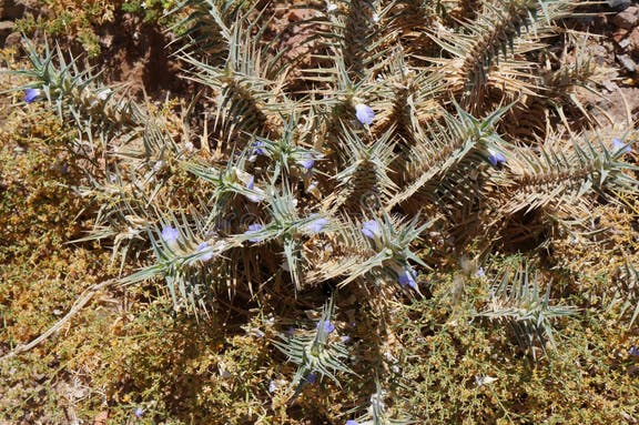 Blepharis ciliaris flowers stock image. Image of grass - 119914977