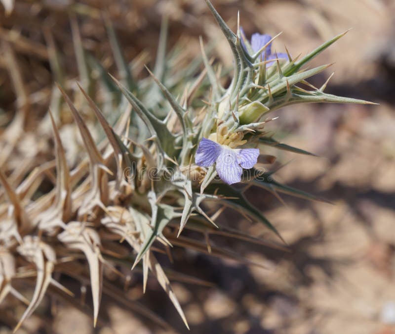 Blepharis ciliaris stock photo. Image of shrub, desert - 43756484