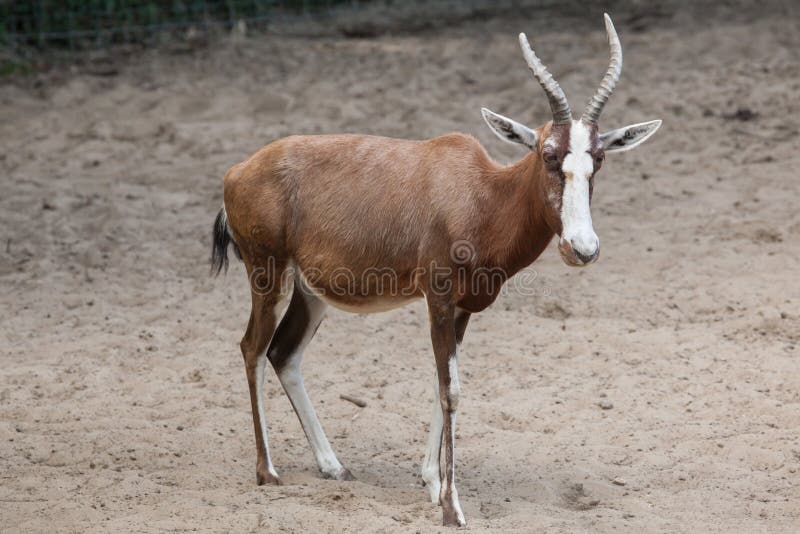 Blesbock Damaliscus Pygargus Phillipsi. Stock Photo - Image of ...