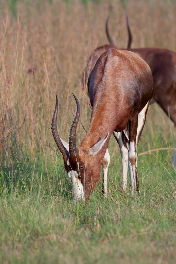 Blesbok stock image. Image of wilderness, horns, blesbok - 25839267