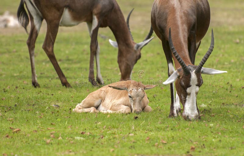 Young Blesbok from side stock photo. Image of blesbuck - 32075944