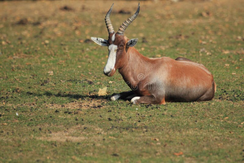 Blesbok arkivfoto. Bild av antarctic, gräs, afrika, södra - 60455722