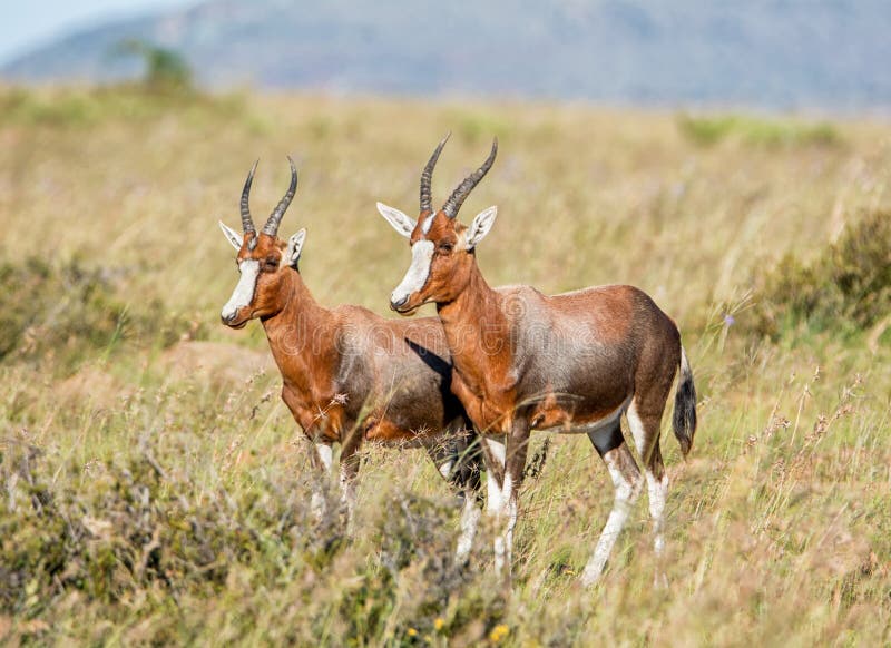 Blesbok Antelope stock image. Image of nature, green - 107648073