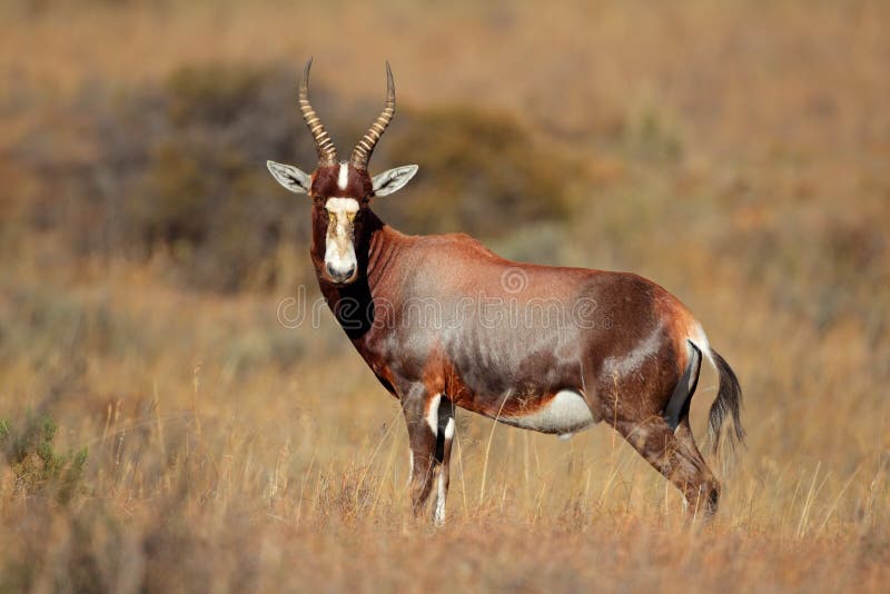 Blesbok antelope stock photo. Image of grassland, southern - 30269238