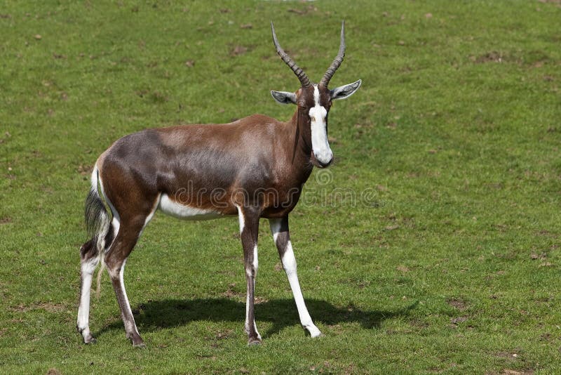 Blesbok or Bontebok, Damaliscus Pygargus Phillipsi Stock Image - Image ...