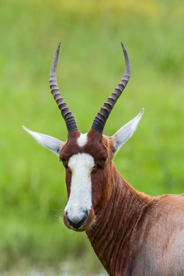 Blesbok Buck Head stock image. Image of blesbok, south - 29082851