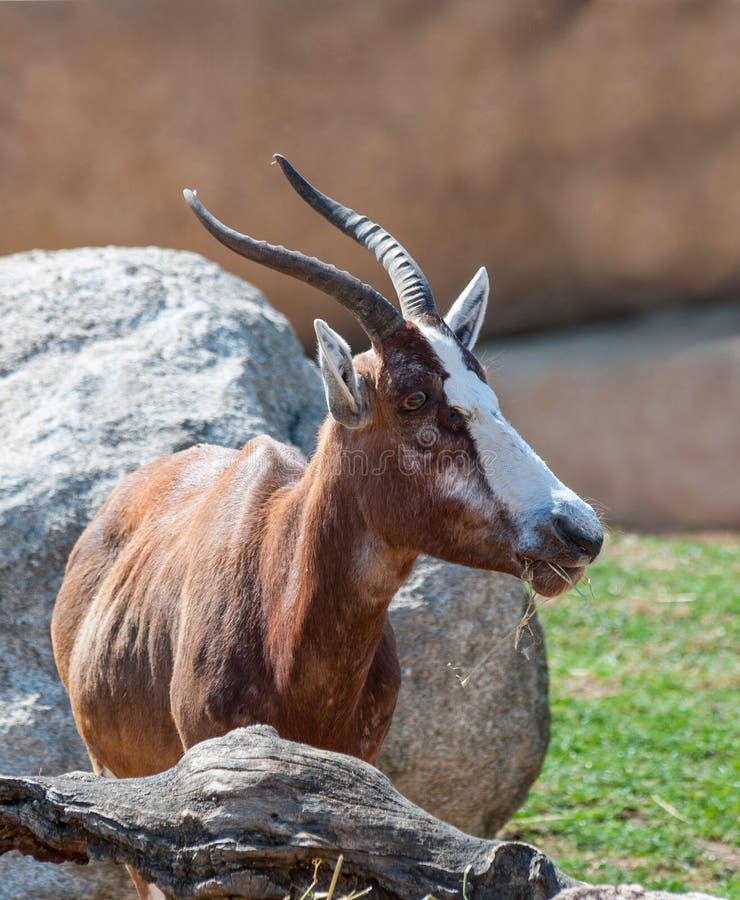 Close Up of Two Blesbok or Blesbuck Antelope in the Western Cape Stock ...