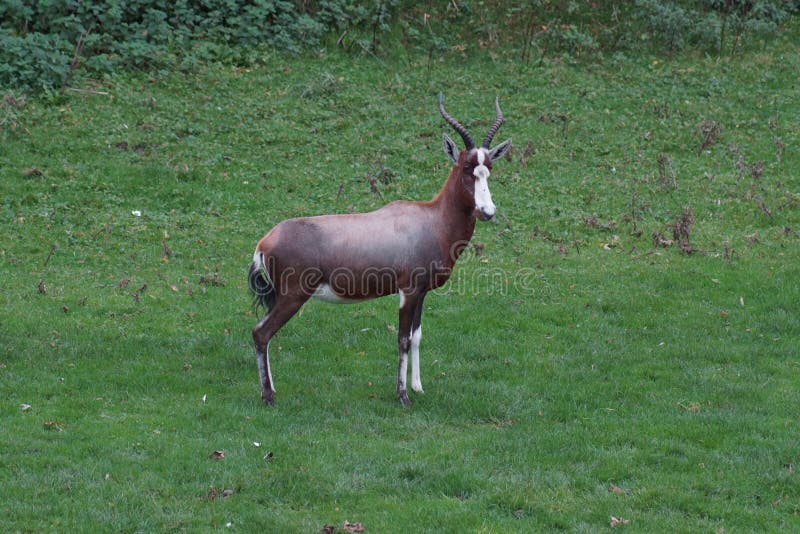 Blesbok Damaliscus Pygargus Phillipsi in Limpopo Province Stock Photo ...