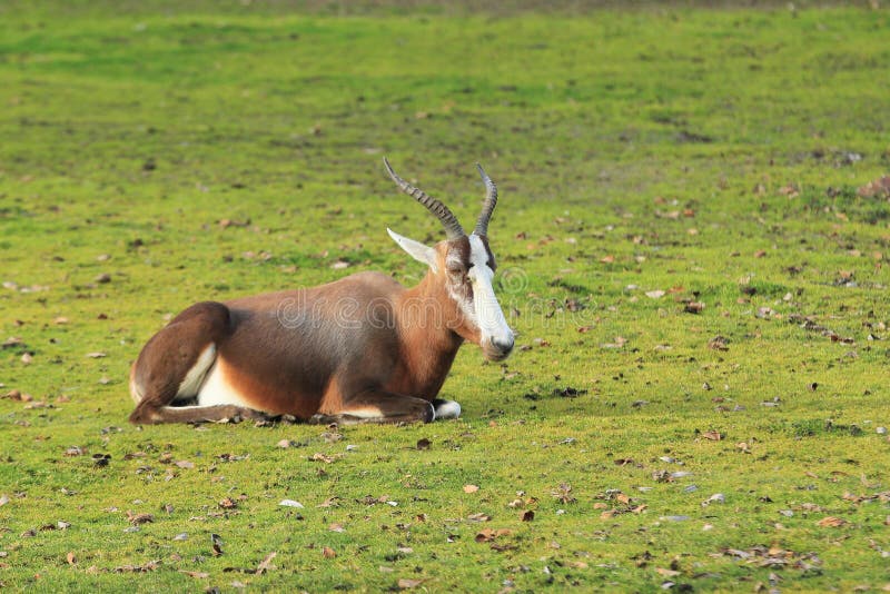 Blesbok stock image. Image of pygargus, adult, africa - 265633507