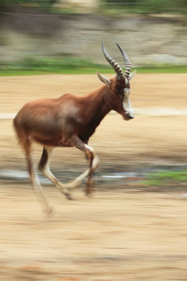 Blesbuck stock photo. Image of africa, blesbok, phillipsi - 26637506