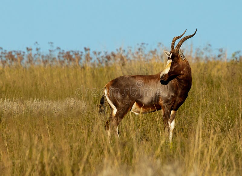 Blesbuck On An African Plain Stock Image - Image of plains, herbivore ...