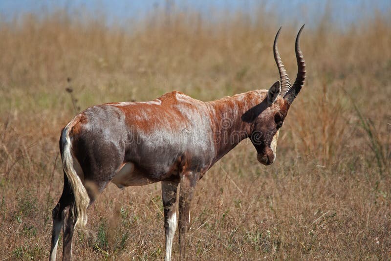 Adult Blesbuck Stock Photos - Free & Royalty-Free Stock Photos from ...