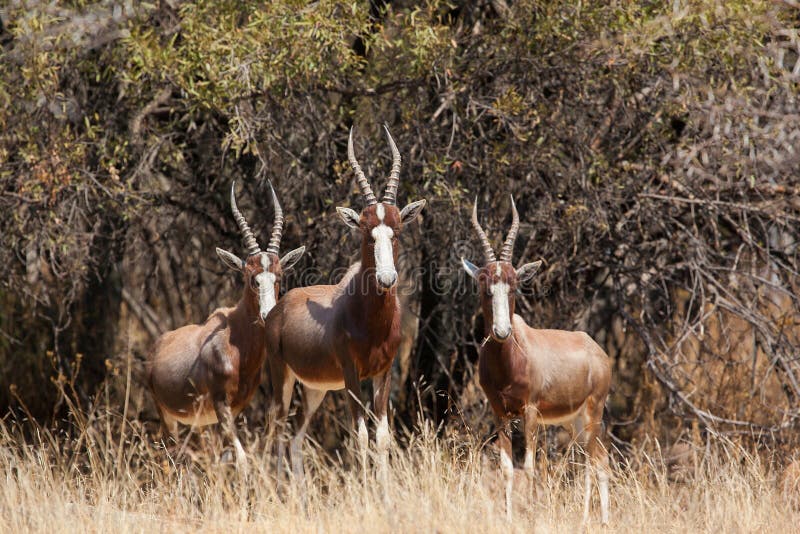 Blesbuck Males Stock Photos - Free & Royalty-Free Stock Photos from ...