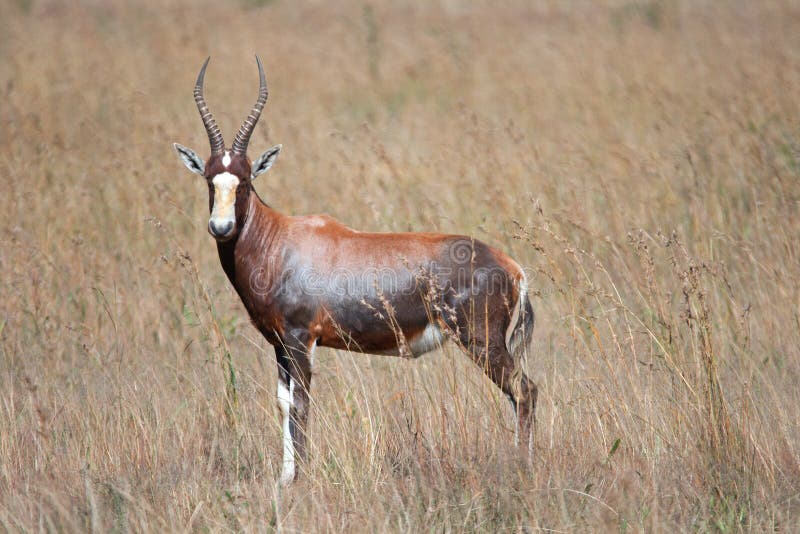 Blesbuck in Profile Walking Off into Open Woodland in South African ...