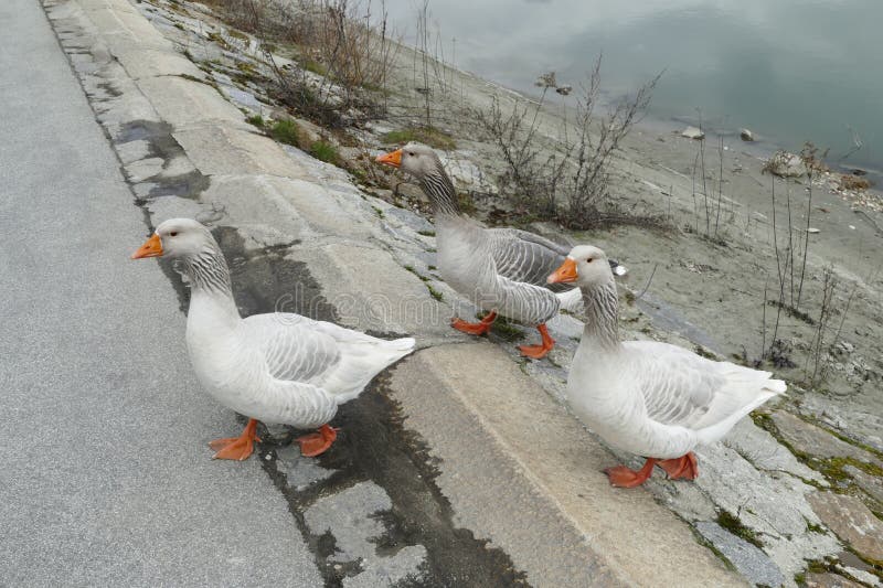 Bless Geese on River Shore Passau Germany Stock Photo - Image of ...
