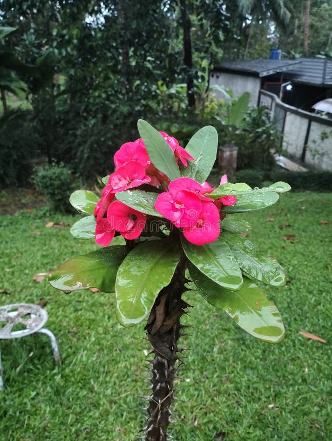 Blessed by the Flowers of Envy Stock Image - Image of envy, autumn ...