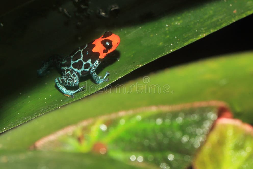 Blessed poison frog stock photo. Image of ranitomeya - 364175106