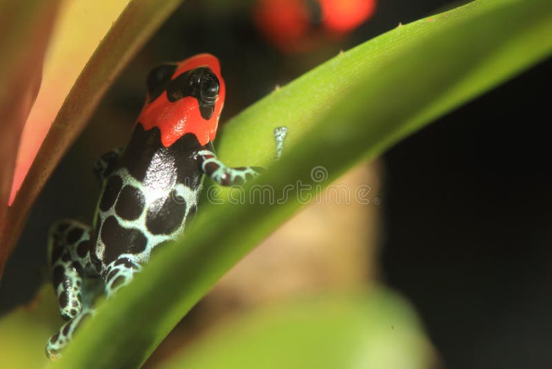 Blessed poison frog stock photo. Image of life, nature - 91463164