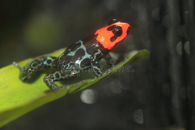 Blessed poison frog stock image. Image of ranitomeya - 91535081