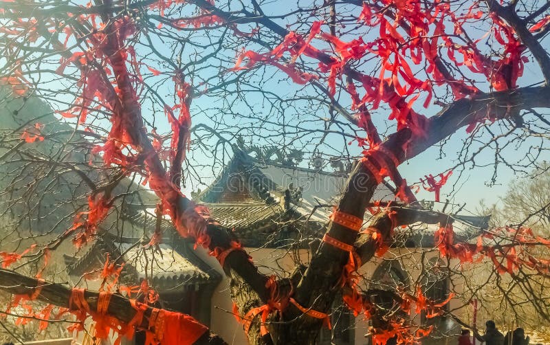 Blessing tree stock photo. Image of wall, roofed, tile - 78514074