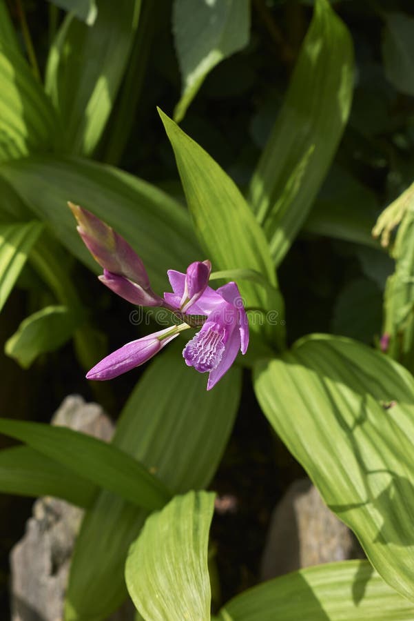 Purple Flowers of Bletilla Striata Orchid Stock Image - Image of ...