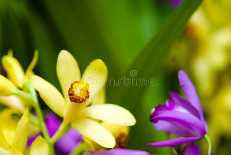 Bletilla Striata and Phaius Flavus Stock Photo - Image of full ...