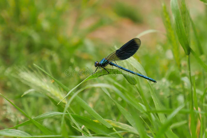 768 Photos de Nuit De Libellule - Photos de stock gratuites et libres ...