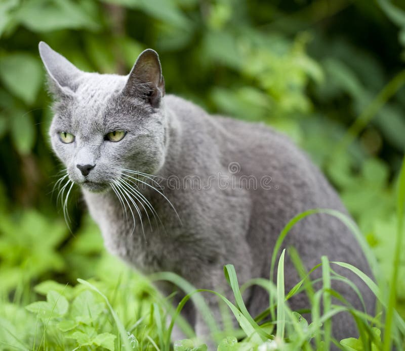 Bleu russe de race de chat image stock. Image du herbeux - 42388585