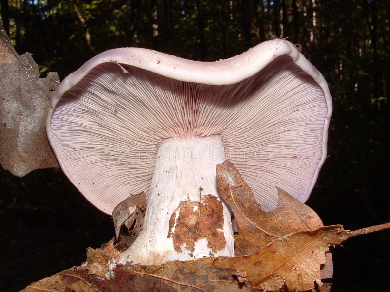 Blewit Mushroom Amongst Colorful Autumn Leaves Stock Image - Image of ...