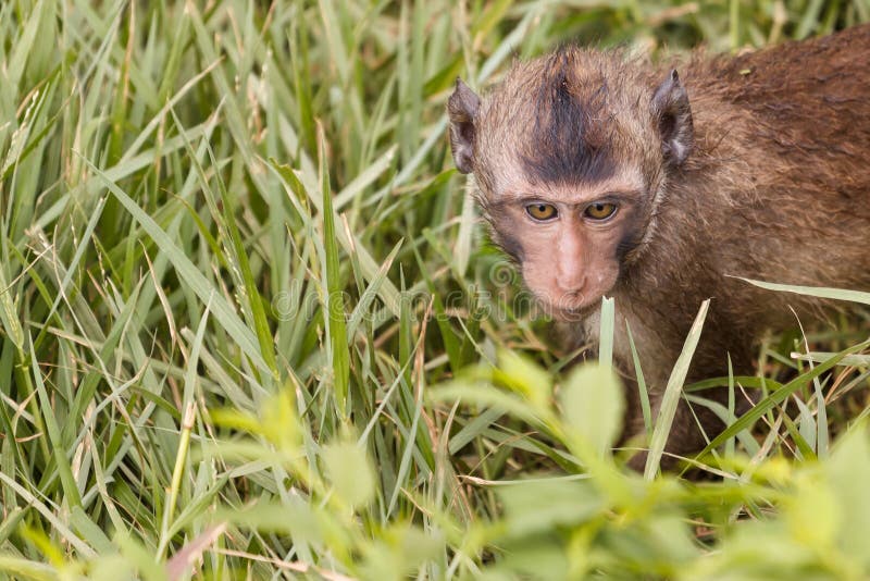 Fetter Affe, der Gras isst stockfoto. Bild von leicht - 44437376