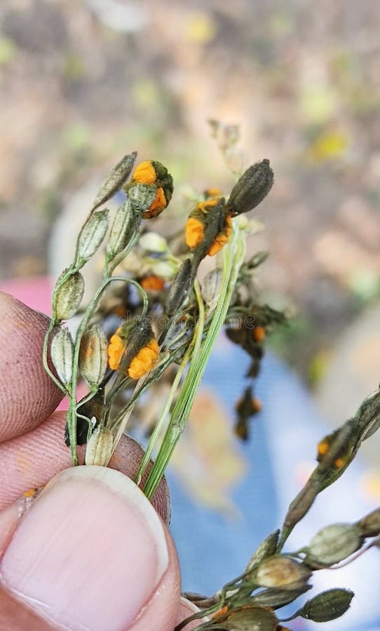Blight of paddy stock image. Image of wildlife, padd - 271142739