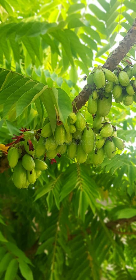 Blimbing wuluh stock image. Image of deciduous, shrub - 264663449