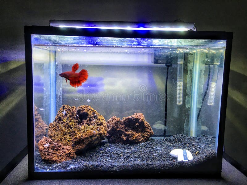 The blind betta fish stock image. Image of animal, coral - 221134573