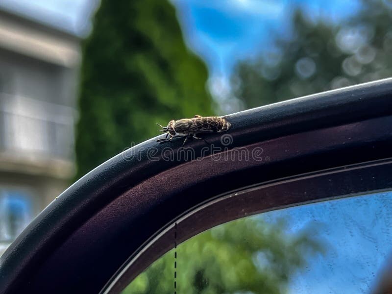 201 Tabanidae Bite Stock Photos - Free & Royalty-Free Stock Photos from ...