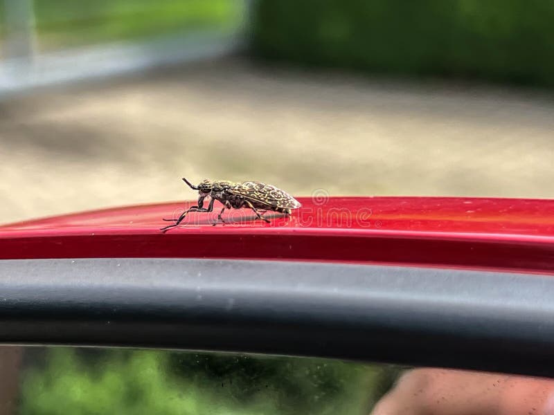 201 Tabanidae Bite Stock Photos - Free & Royalty-Free Stock Photos from ...