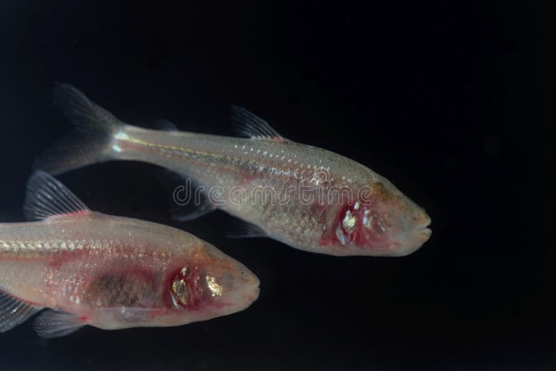 Blind Cave Fish, Astyanax Mexicanus, with a Black Background Stock ...