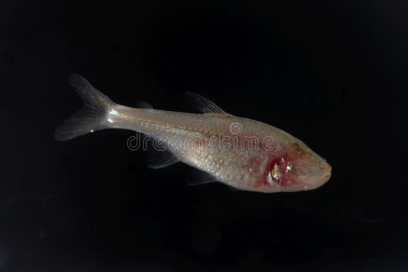 Blind Cave Fish, Astyanax Mexicanus, with a Black Background Stock ...
