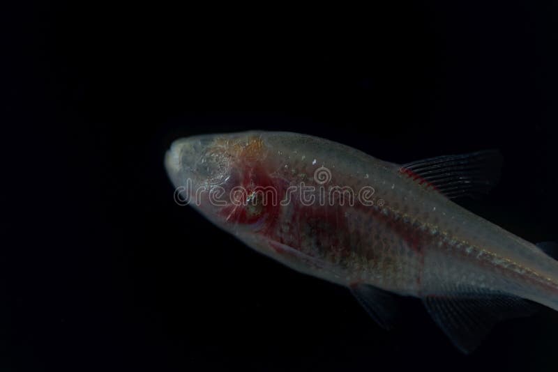 Blind Cave Fish, Astyanax Mexicanus, with a Black Background Stock ...