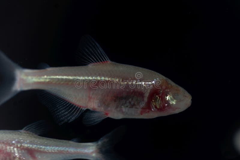 Blind Cave Fish, Astyanax Mexicanus, with a Black Background Stock ...