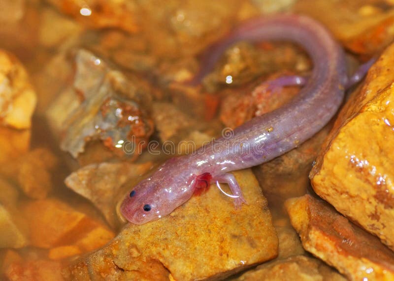Blind cave salamander stock photo. Image of spotted, neotenic - 37541536