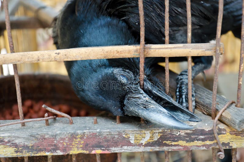 Crow in a cage stock photo. Image of look, black, trapped - 10198260