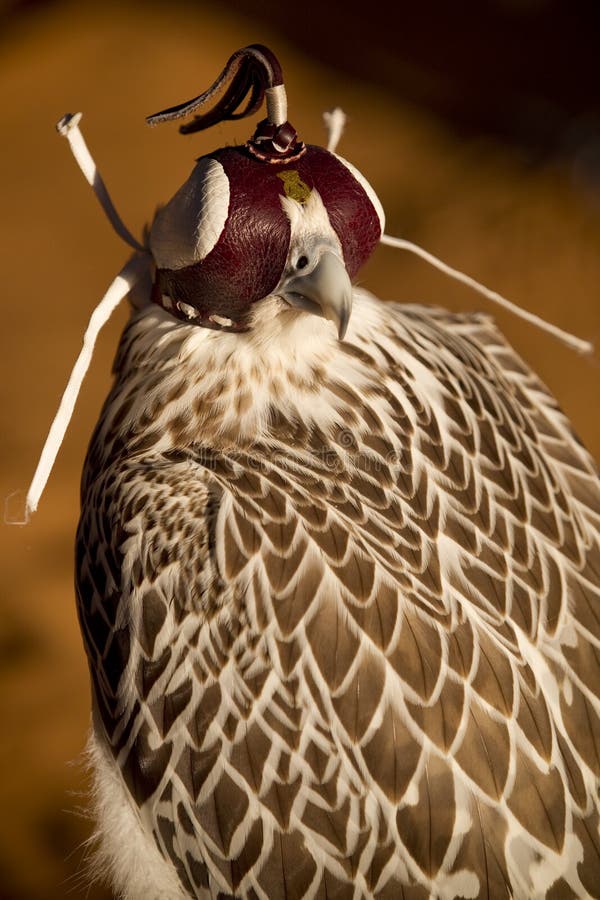 Hooded Falcon stock image. Image of feathers, prey, middle - 9978283