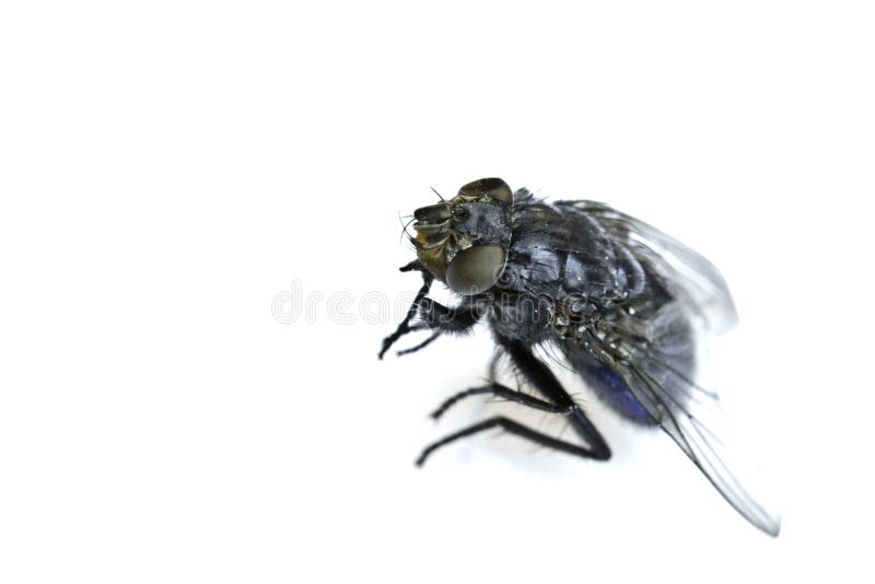 Blind fluga arkivfoto. Bild av vinge, deflaterat, sjukdom - 20014056
